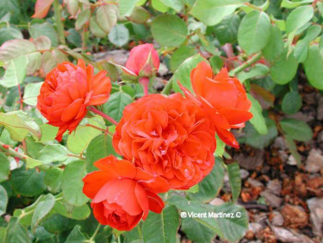 Alimentos ricos en cloro – Botanical-online