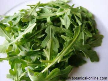 Cultivo de la Rúcula – Botanical-online