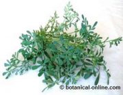 Toxicidad y peligros de los remedios con ruda – Botanical-online