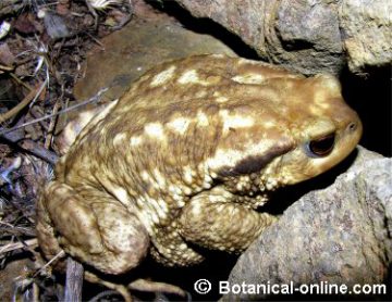 Alimentación del sapo común – Botanical-online