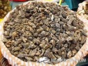 ¿Cuándo y dónde recoger las setas? – Botanical-online