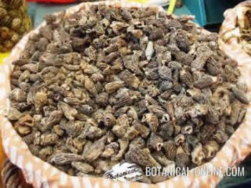 ¿Cuándo y dónde recoger las setas? – Botanical-online
