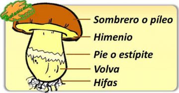 Definición, tipos y partes de las setas – Botanical-online