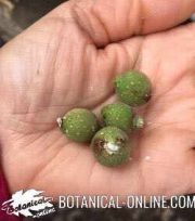 Propiedades del sicomoro – Botanical-online