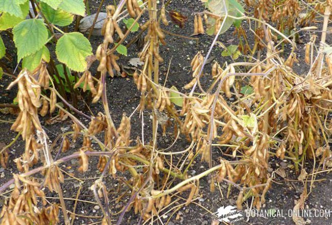 Partes de los árboles – Botanical-online