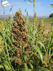 Sorgo en otros idiomas – Botanical-online