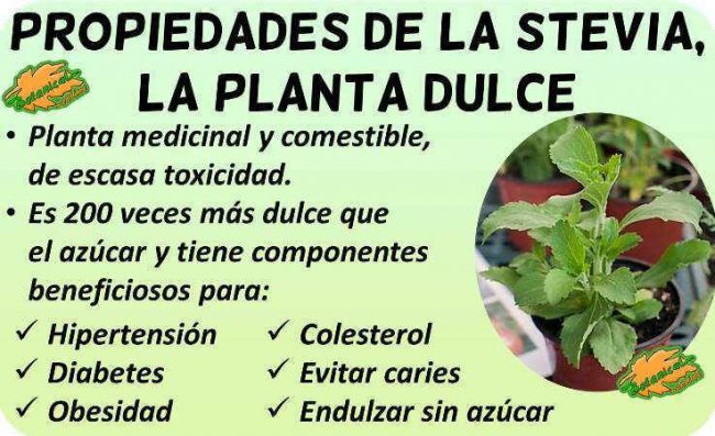 Propiedades de la Stevia – Botanical-online