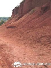 Suelo arcilloso – Botanical-online