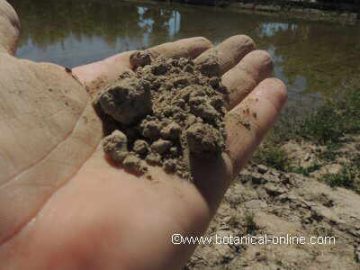 Función del humus para el suelo – Botanical-online
