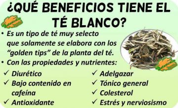 Elaboración del té blanco – Botanical-online