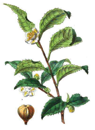 Características de la planta del té – Botanical-online