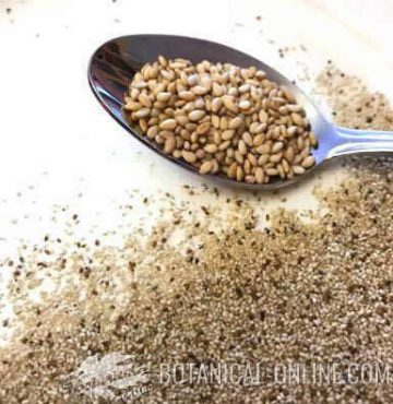 Propiedades del teff – Botanical-online