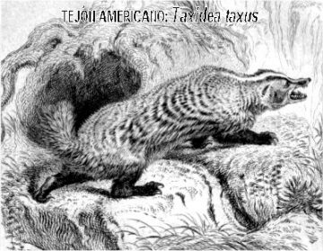 Características del tejón – Botanical-online