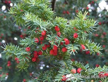 Tejo en otros idiomas – Botanical-online