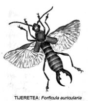 Características de la tijereta – Botanical-online