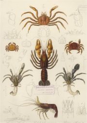 Tipos de crustáceos – Botanical-online