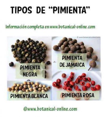 Pimienta como especia en la cocina – Botanical-online