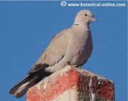 Tórtola turca en otros idiomas – Botanical-online