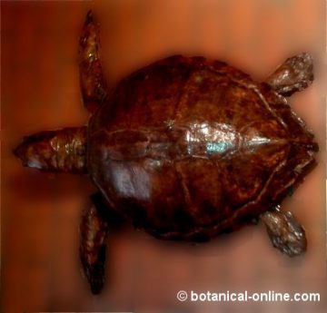Caparazón de las tortugas – Botanical-online