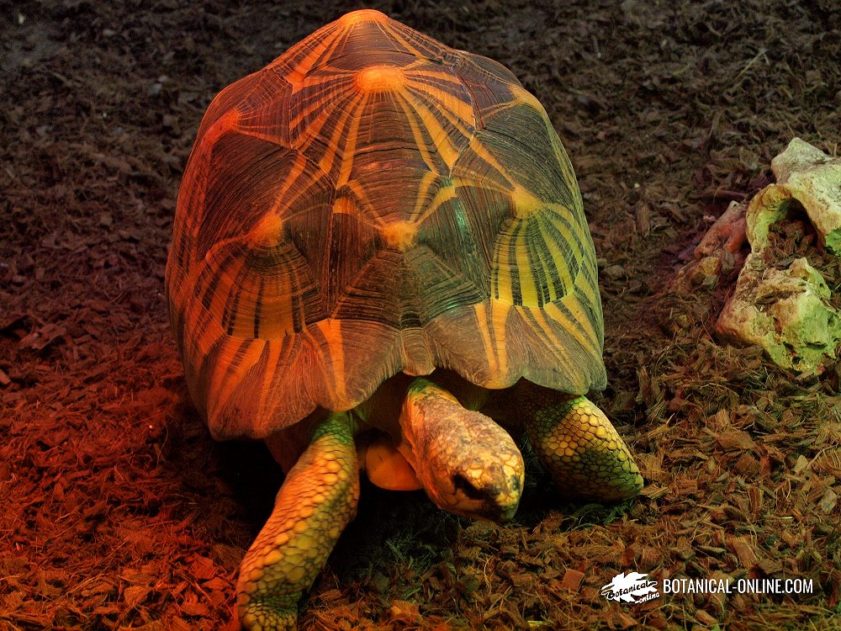 Características de los tábanos – Botanical-online