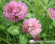Características del trébol – Botanical-online