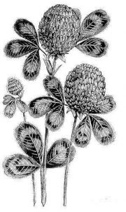 Características del trébol – Botanical-online