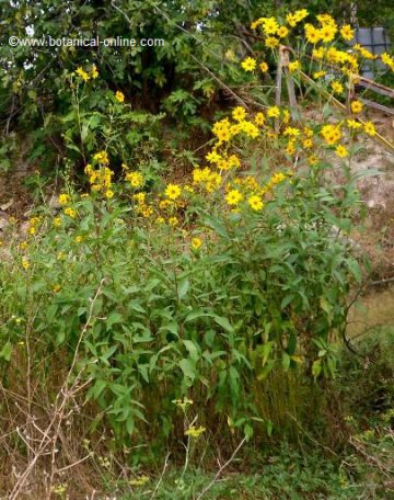 Características del tupinambo – Botanical-online