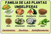 Familia botánica de las umbelíferas – Botanical-online