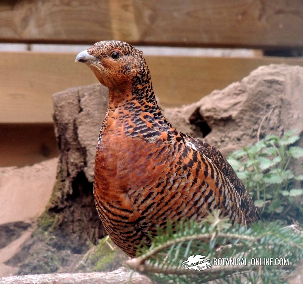 Características del urogallo – Botanical-online