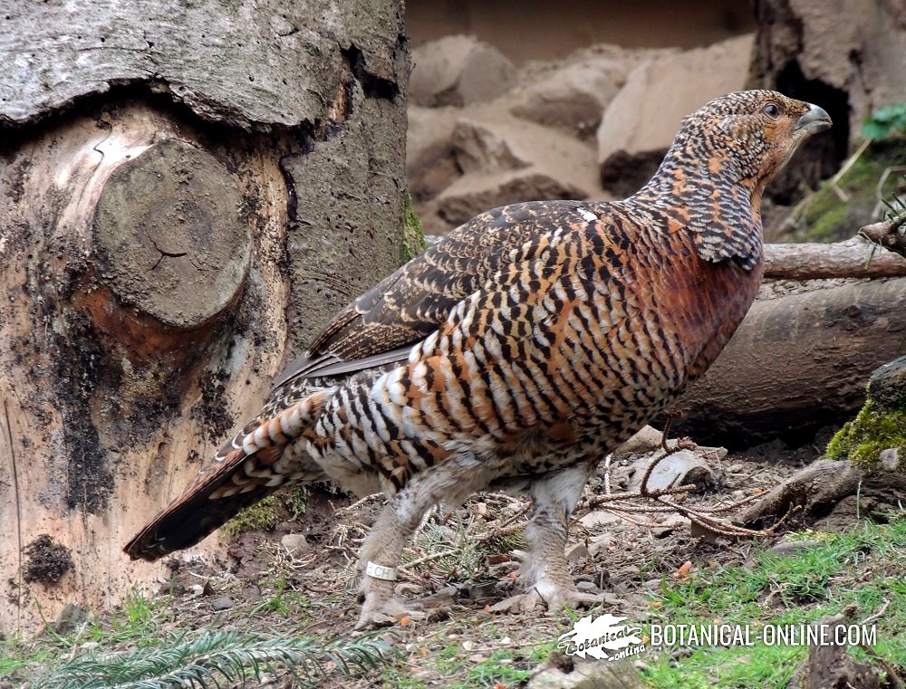 Donde vive el urogallo – Botanical-online