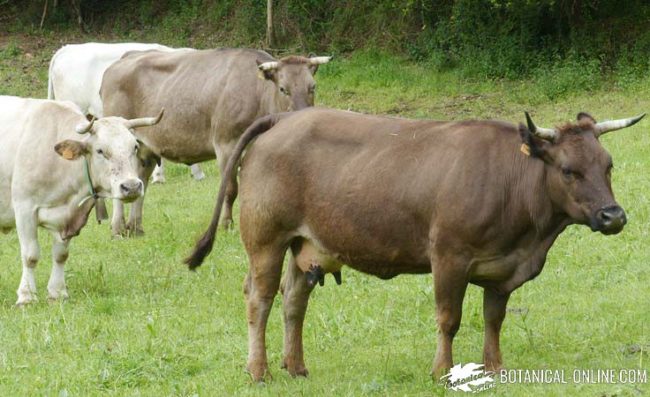 Cómo se le dice a una vaca – Botanical-online