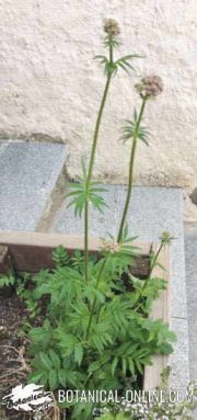 Características de la valeriana – Botanical-online