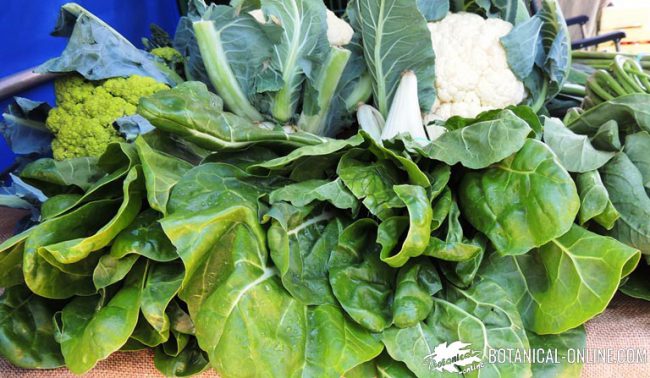 Tipos de verduras – Botanical-online