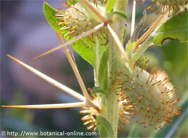 Fotos de abrojo – Botanical-online