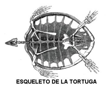 Caparazón de las tortugas – Botanical-online