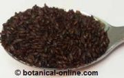 Propiedades de la zaragatona – Botanical-online