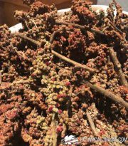 Cultivo y cuidados del zumaque – Botanical-online